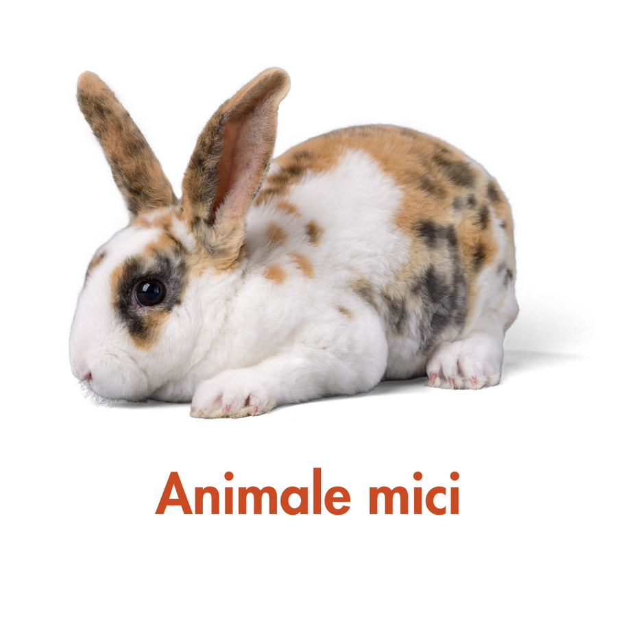 Înapoi Înainte