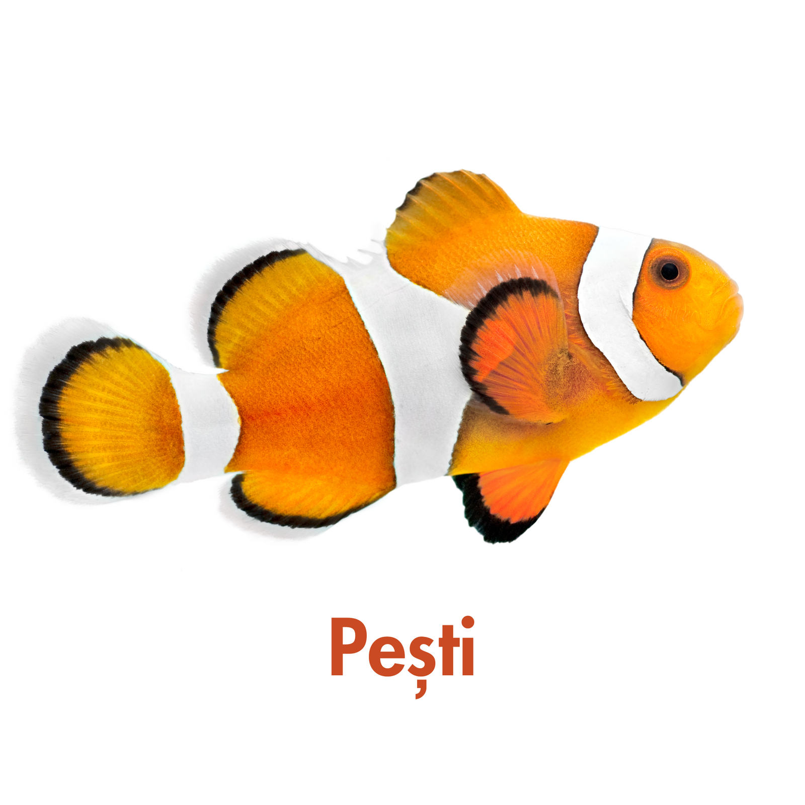 Pesti